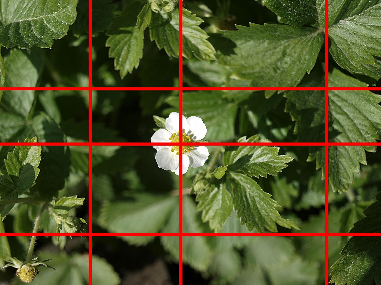 Karros foto: Gyllene snittet