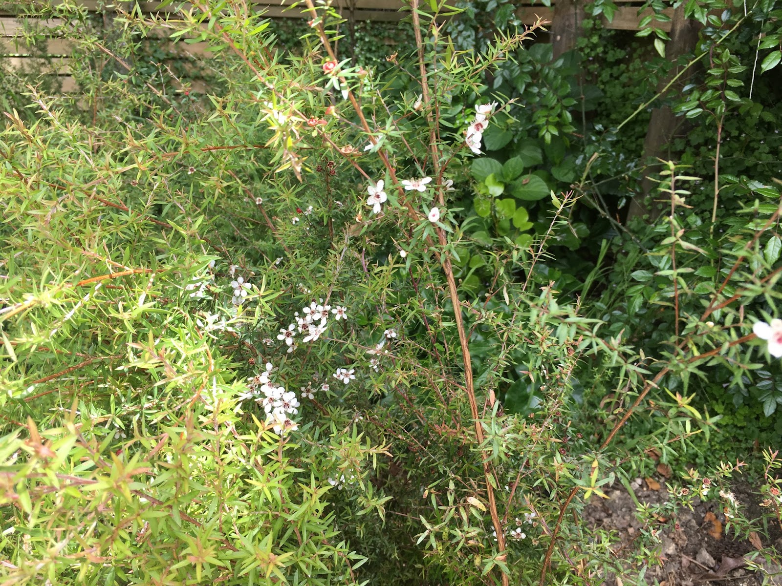 Beekeepers Blog: Growing Manuka Trees from Cuttings