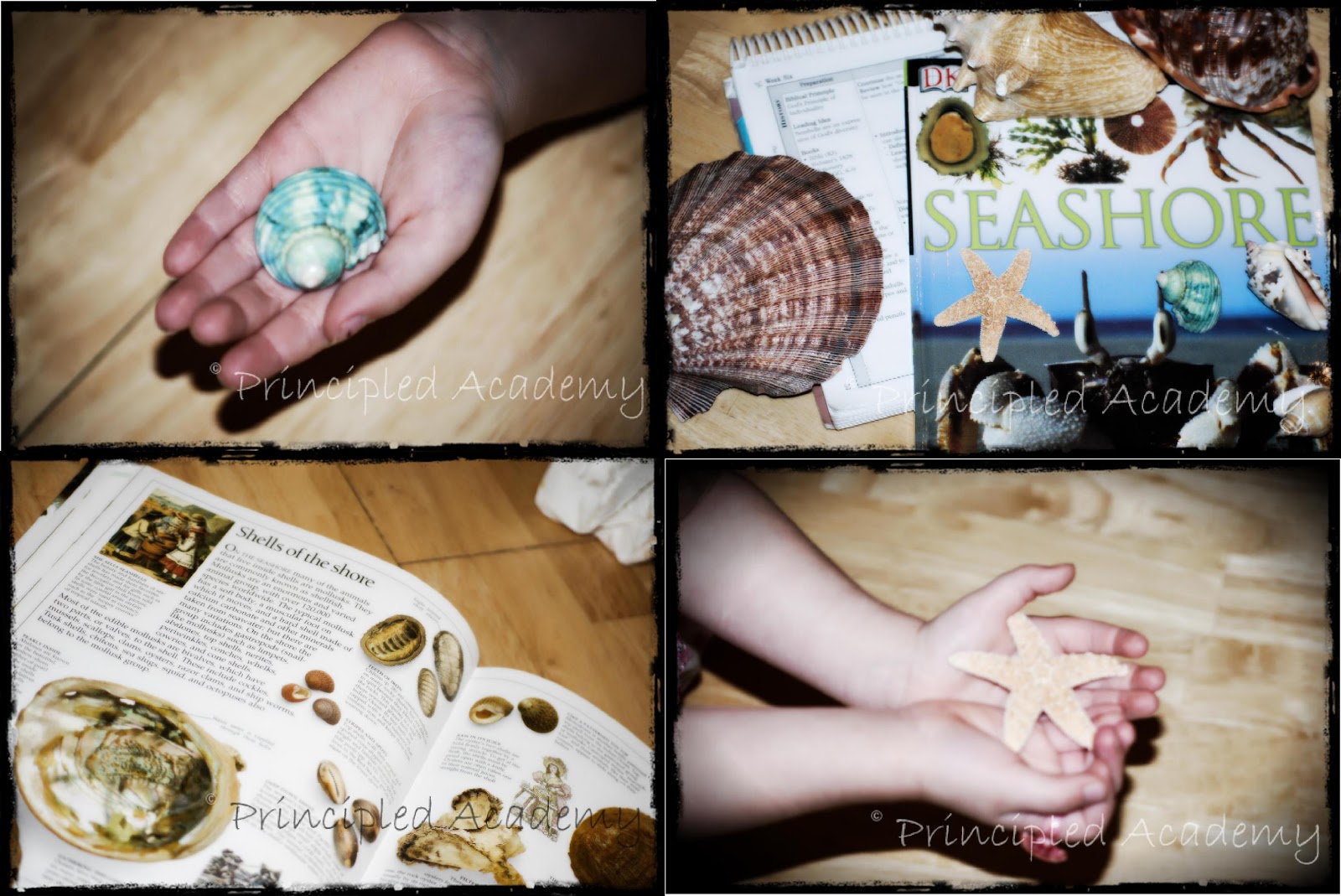 Principle Approach, Bible Principles: Seashells!