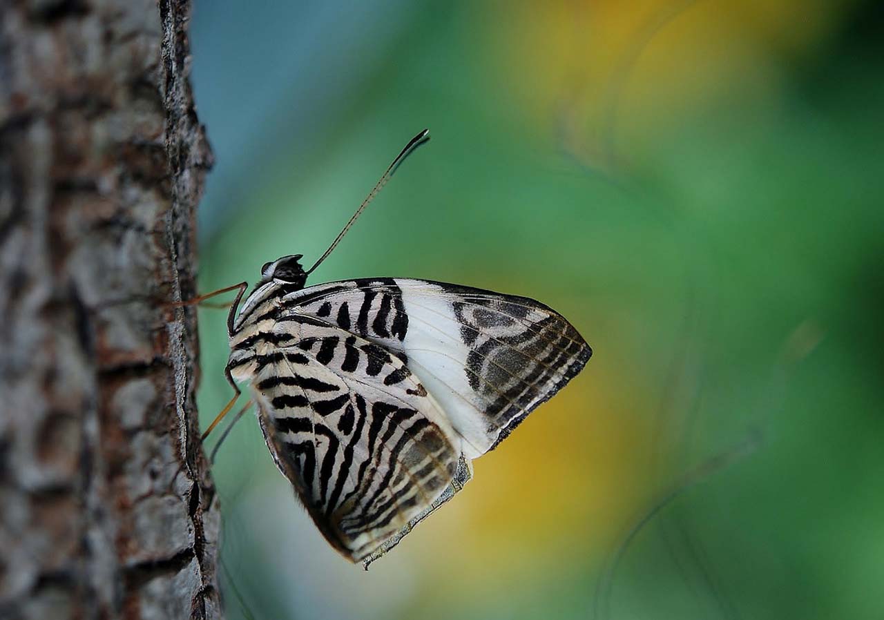 Nice Pictures of Beautiful Butterflies of Different Colors