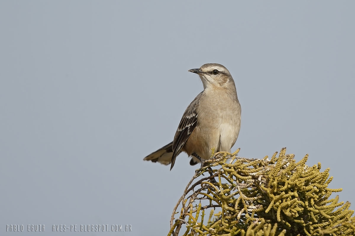 mis fotos de aves: Mimus saturninus Calandria Grande Chalk-browed ...