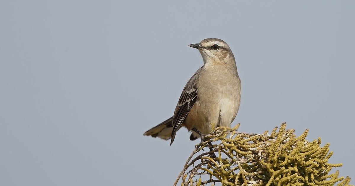 mis fotos de aves: Mimus saturninus Calandria Grande Chalk-browed ...