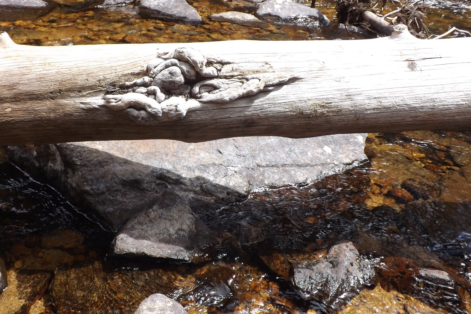 Donnelly Oceantics: MAINLAND - CABIN/ GRAND LAKE