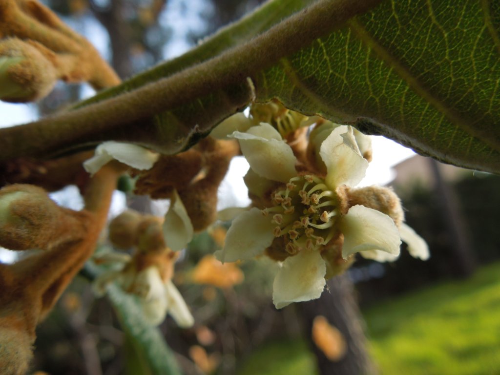 NISPERO y MADROÑO - BOTÀNIC SERRAT