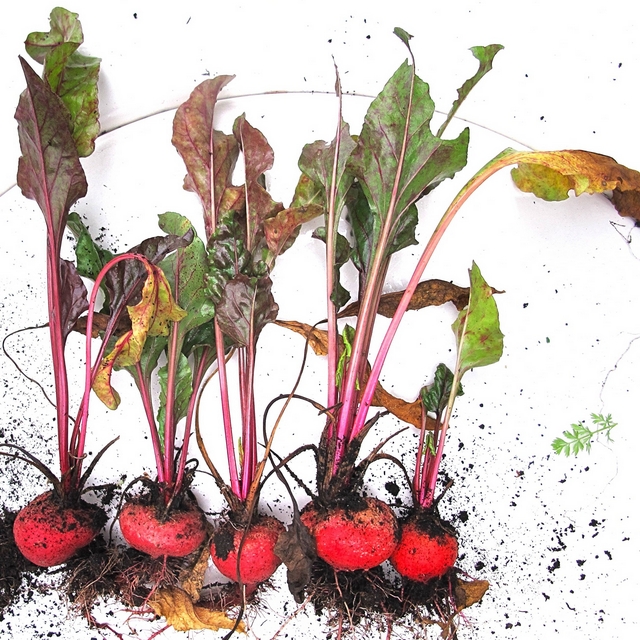 Moois van ' M(i)e': Bietjes van eigen bodem + recept