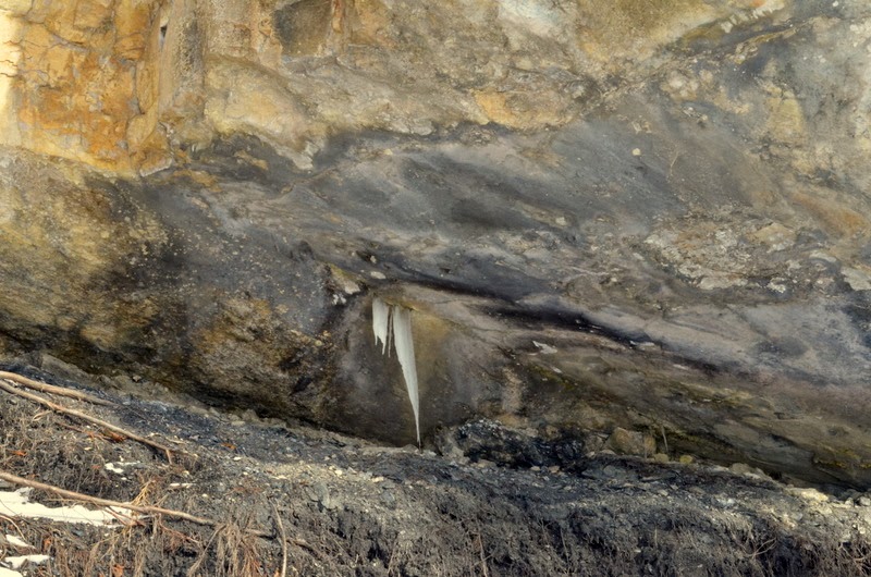 Wild Burlington: Icicles abound!