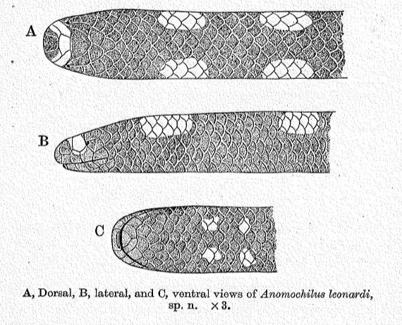 Life is short, but snakes are long: Dwarf pipesnakes