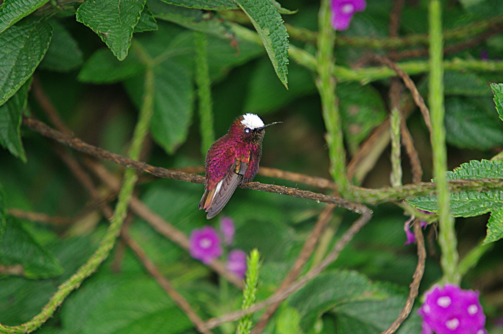 Birding Blog Foto Forum: Snow Capped Hummingbird