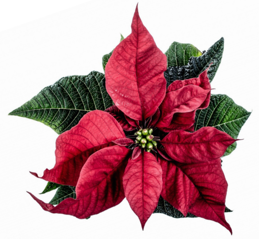Poinsettia.... a Christmas Indicator!