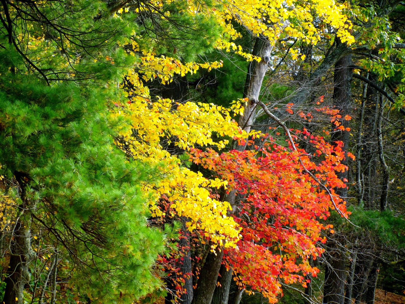 Curiouser and Curiouser: The Autumn Colors of Oxford
