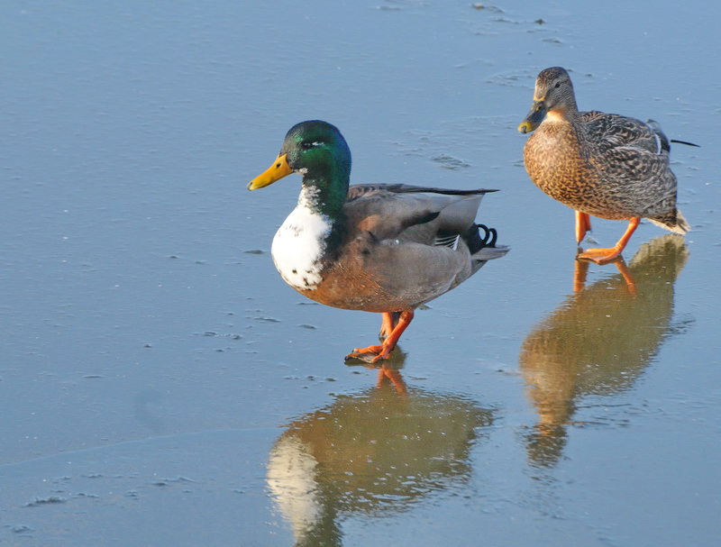 A Wandering Naturalist: Ontario: Ducks on Ice