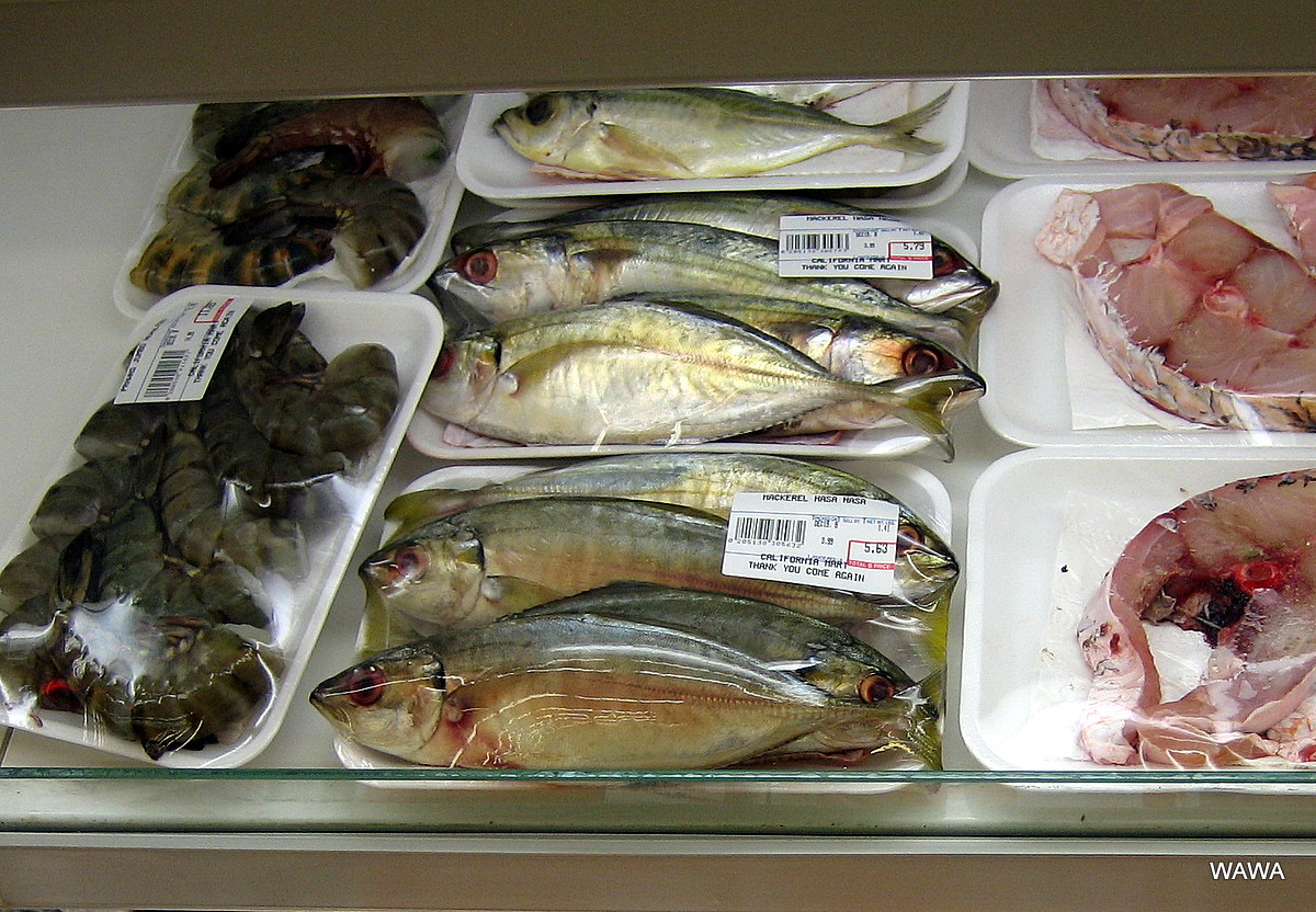 No Fish in The World: Mackerel, HASA HASA