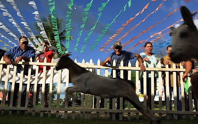 VENTO NORDESTE: A CULTURA DO BODE NO NORDESTE BRASILEIRO - I - SUA ...