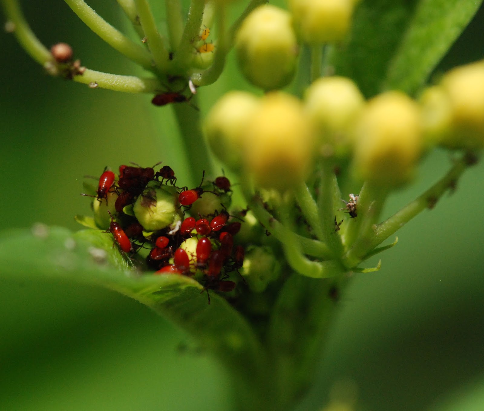 Gaia Garden: Red Aphids on Milkweed?