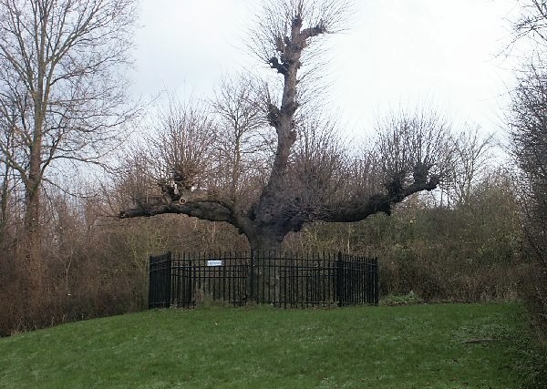 Blij dat ik Brei: Een boom