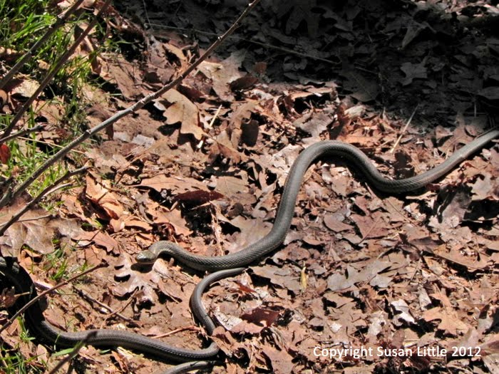 The Camping Queen: Grand Staircase-Escalante, Utah