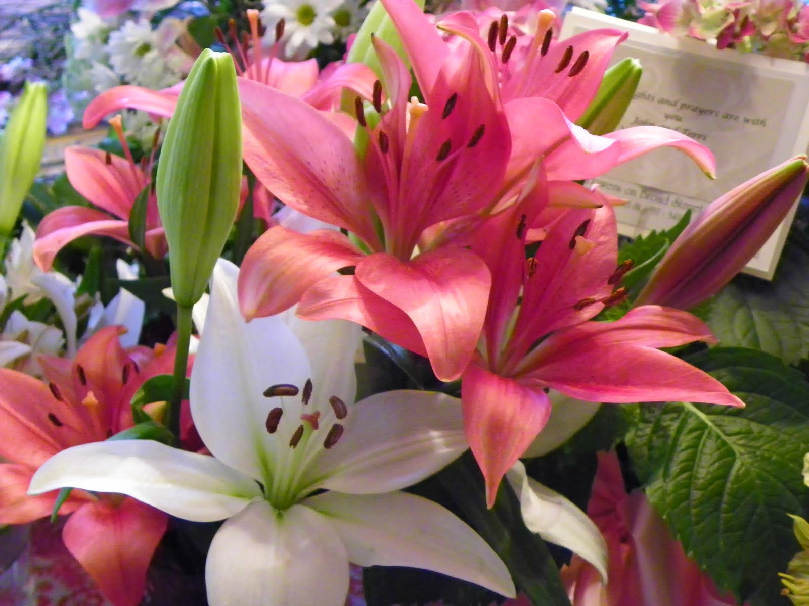 Pray For Lilly: A Lilly Poem