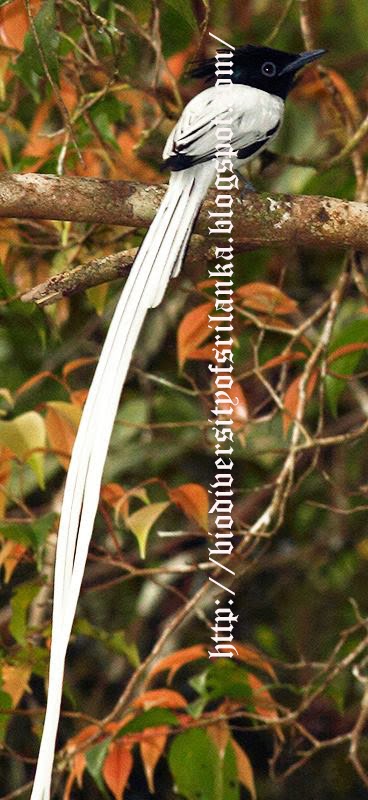 Biodiversity of Sri Lanka: සිවුරු හොරා/සුදු-රෙදි හොරා[siwuru hora ...