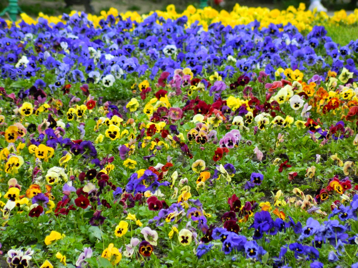 LA MULTI ANI, ROMANIA!: Panselute