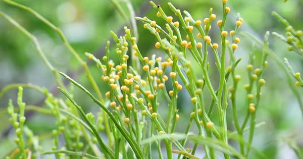 Plant Life: Psilotophytes