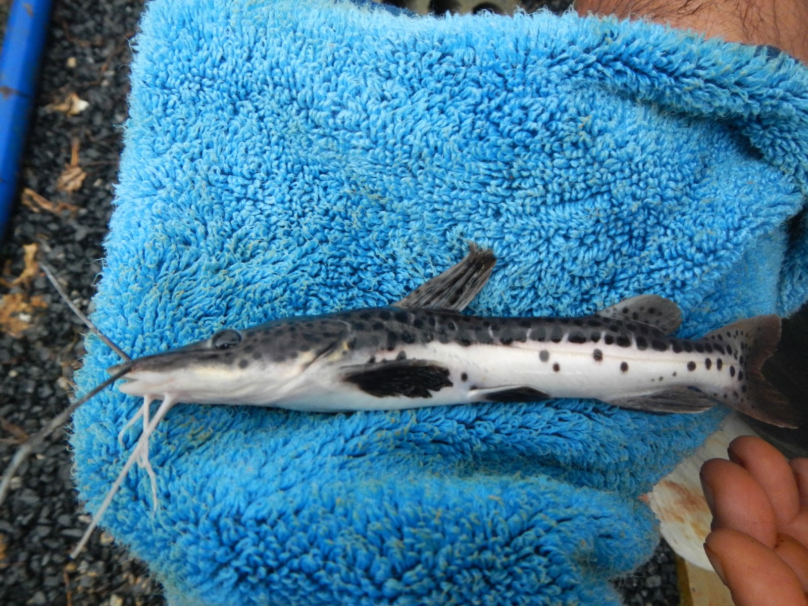 Leopard Shovelnose Catfish