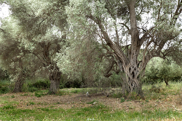 Antiguos OLIVOS del Mediterráneo : GREECE. ELLADA. CRETE. RETHYMNO ...
