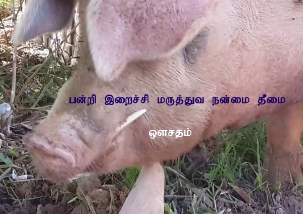 ஊர் பன்றி கறி மருத்துவ பயன் | pandri kari benefits in tamil - ஔசதம் ...