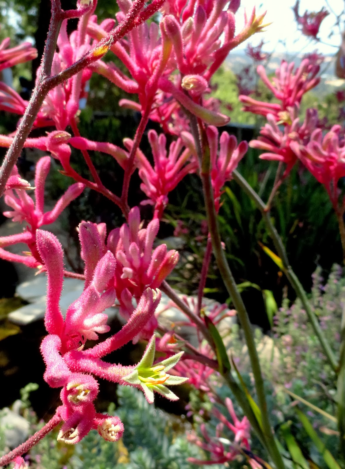 danger garden: The Dudan Garden, a stop on the final day of the 2013 ...