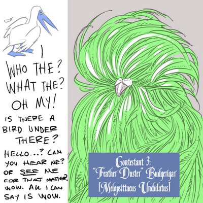 Budgies are Awesome: Super rare mutation: the Feather Duster budgie