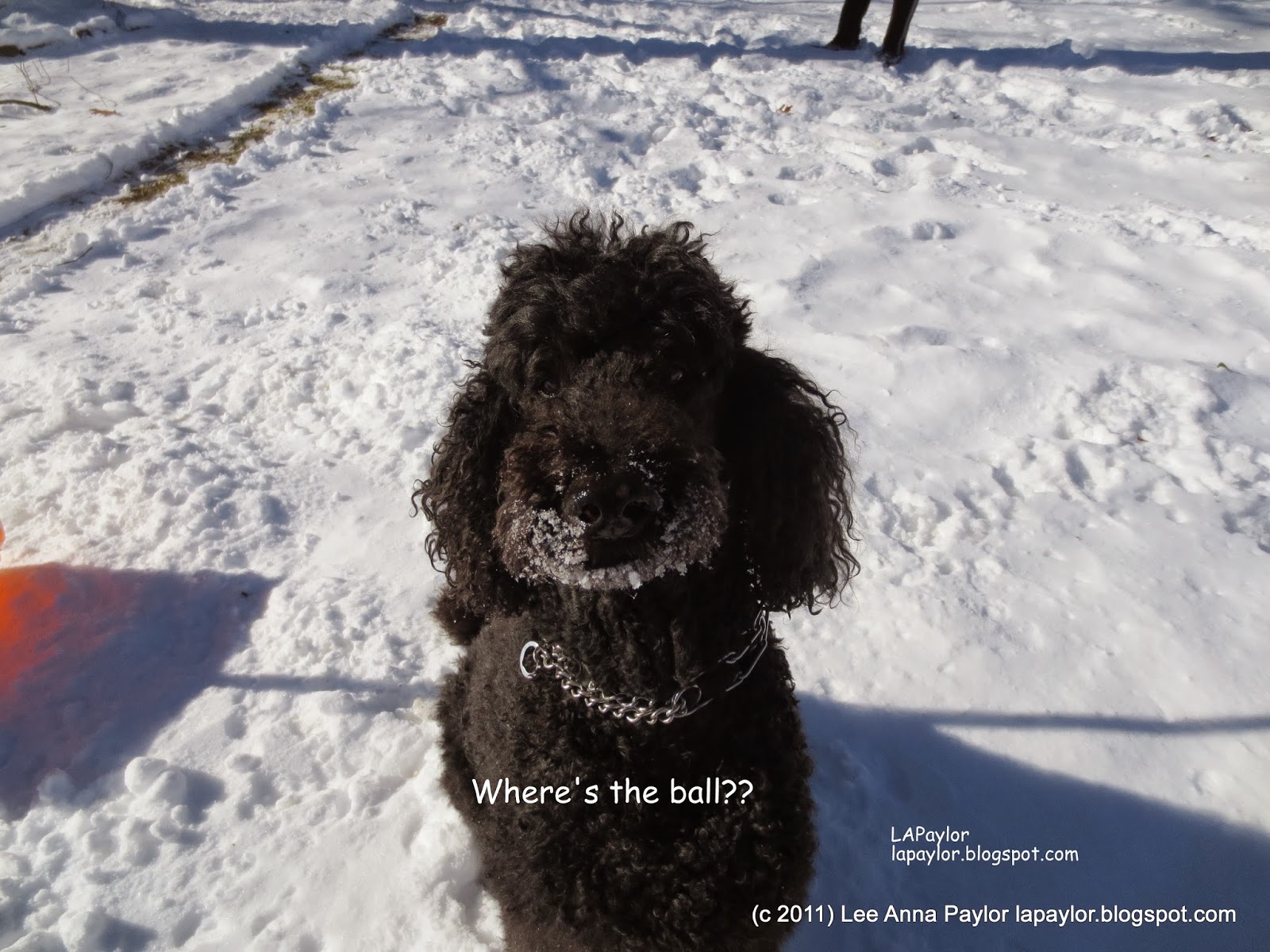 Not Afraid of Color: snow poodle