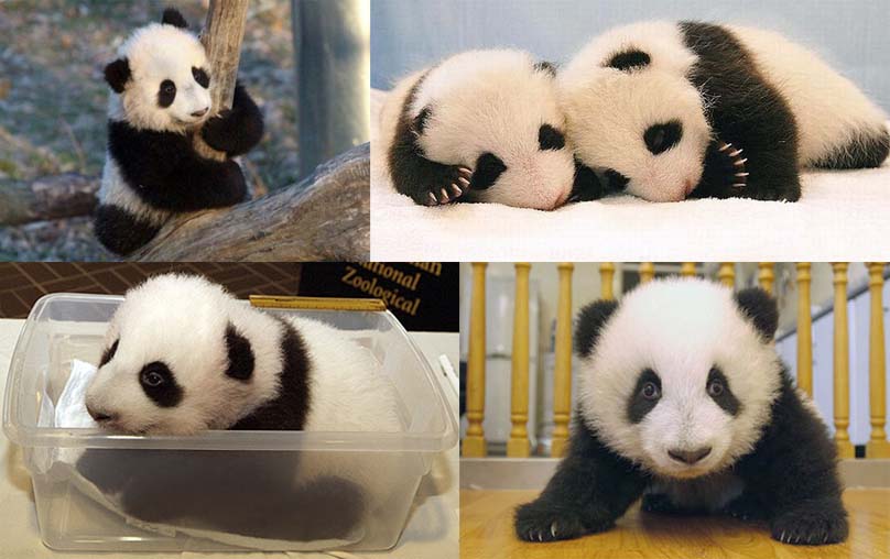pink bubblegum princess: 5 gambar cute baby Pandas