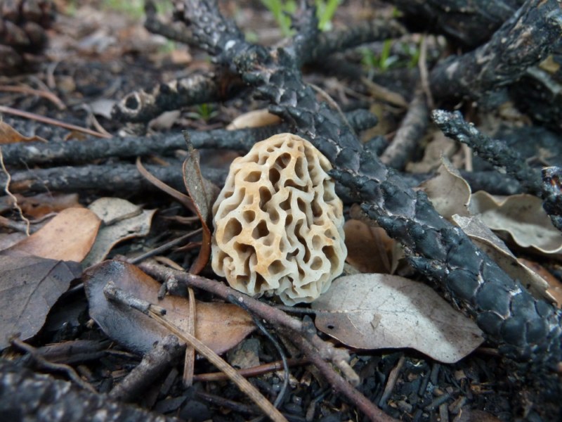 Entre boscos i muntanyes, fusió amb la natura: LA MÚRGULA, EL BOLET PREUAT
