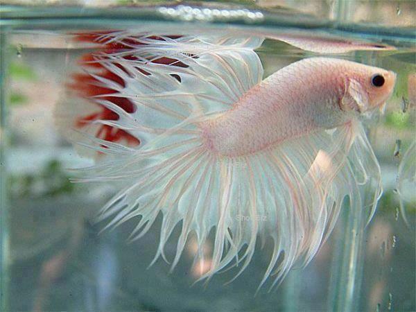 Kenali Ikan Laga - Fighting Fish @ Betta Splendens - Relaks Minda