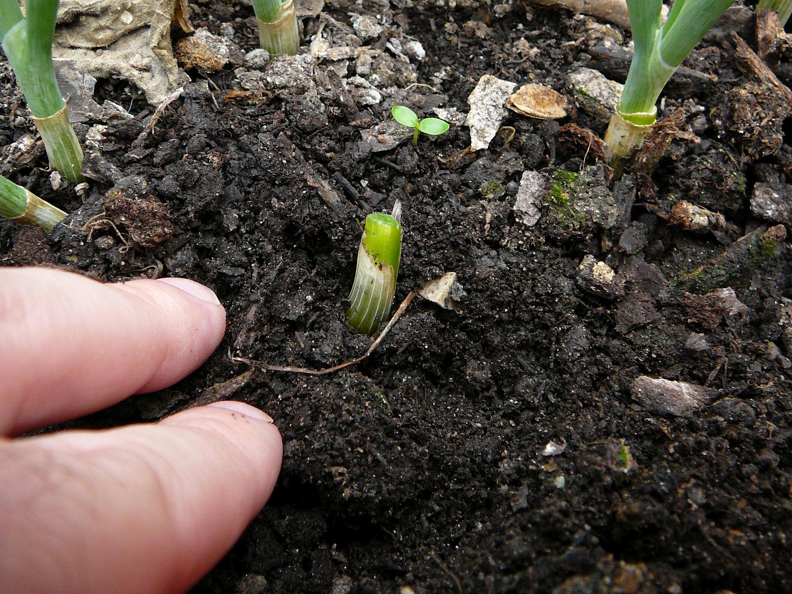 My Apartment Garden: Grow your own Scallions (Spring Onion or Green Onion)