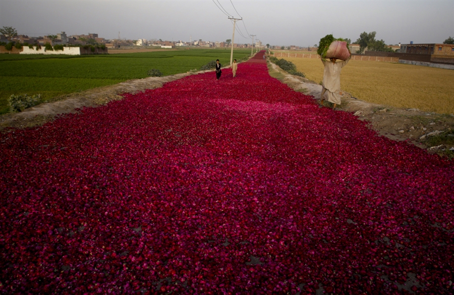 A Road Full of Roses in Lahore | All Fun Site