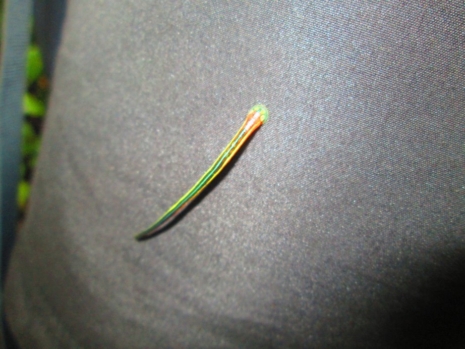 serendipity 101: Si Mt. Makiling at ang Limpak-limpak na mga Limatik*