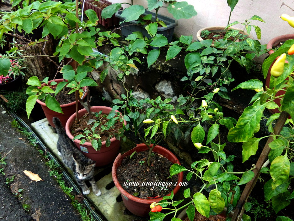 Tanaman Dalam Pasu- Menfaatkan Setiap Ruang Yang Ada