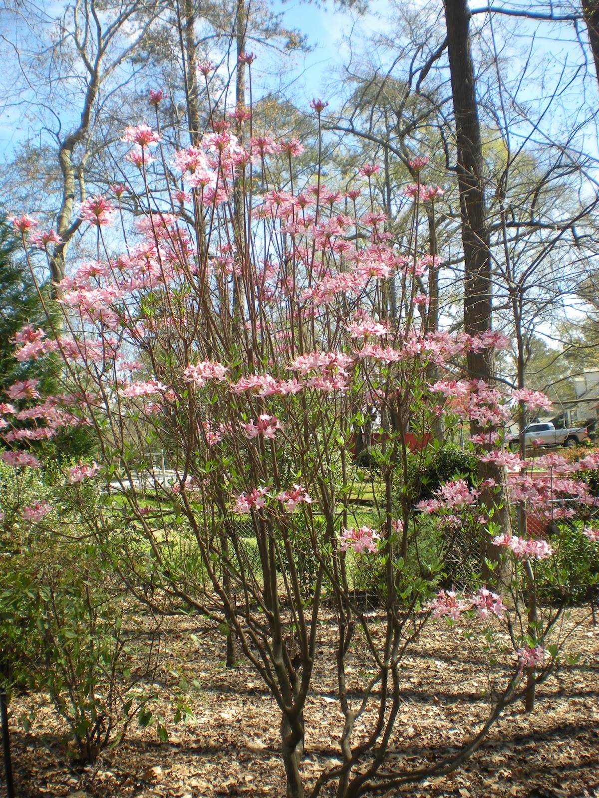 Belser Arboretum Columbia