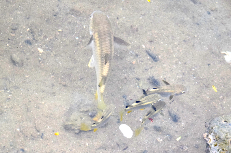 Singapore Wild Animals: Mullets