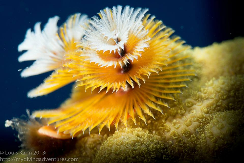 Amazing Sea Creatures