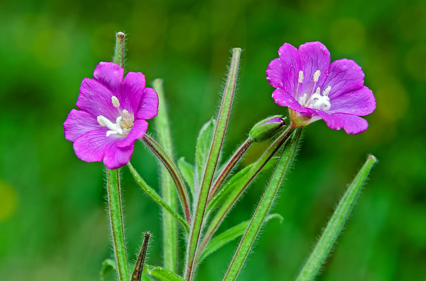 Flores y Paisajes de Asturias : Epilobium hirsutum
