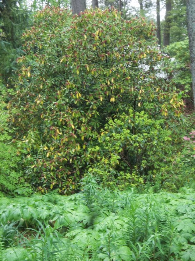 Future Plants by Randy Stewart: Illicium - Anise Tree