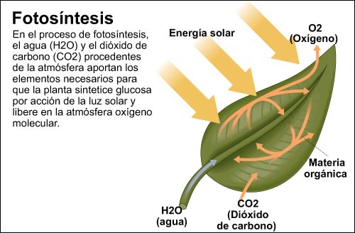 Clase de Biología 2013: Fases de las Fotosíntesis