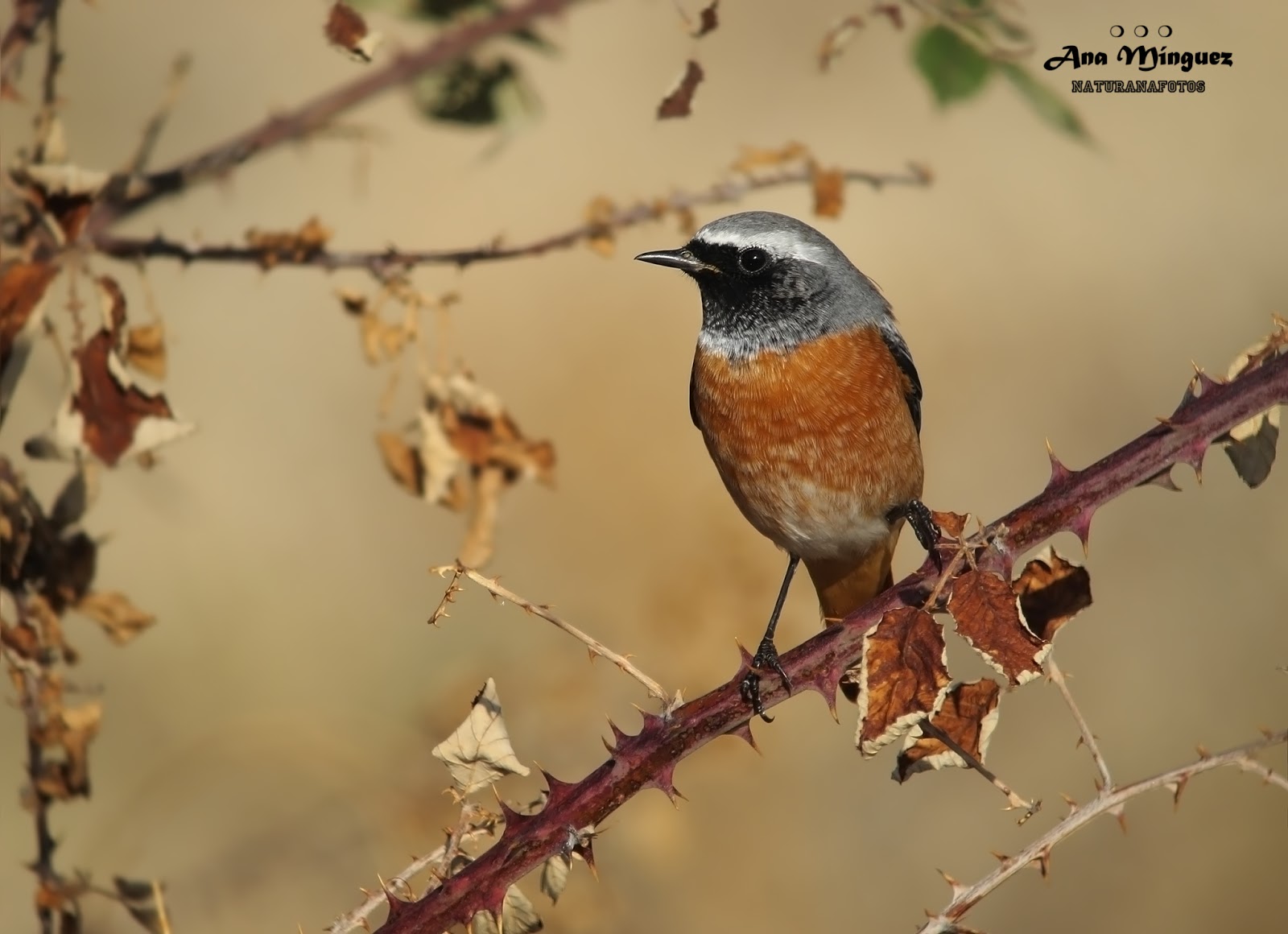 NATURANAFOTOS: Aves/Birds