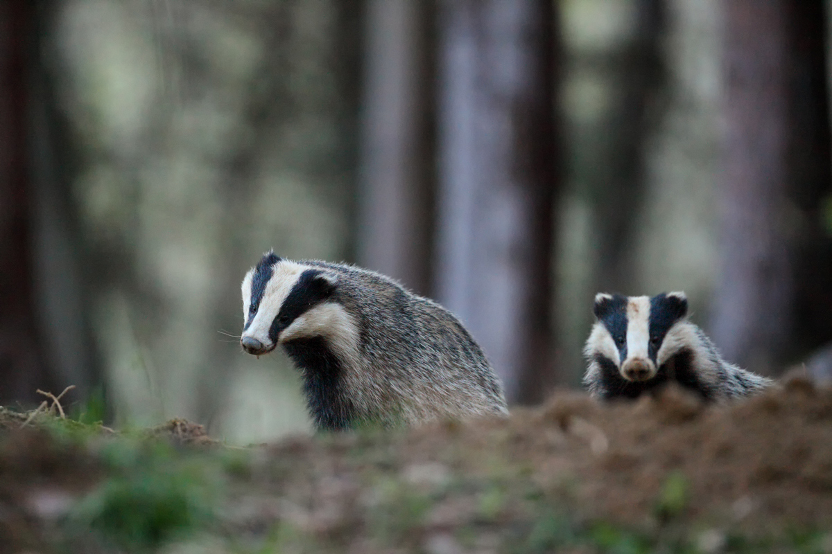 MYSLIVOST: O jezevci a myslivosti. Jezevec si vyhrabává složité ...