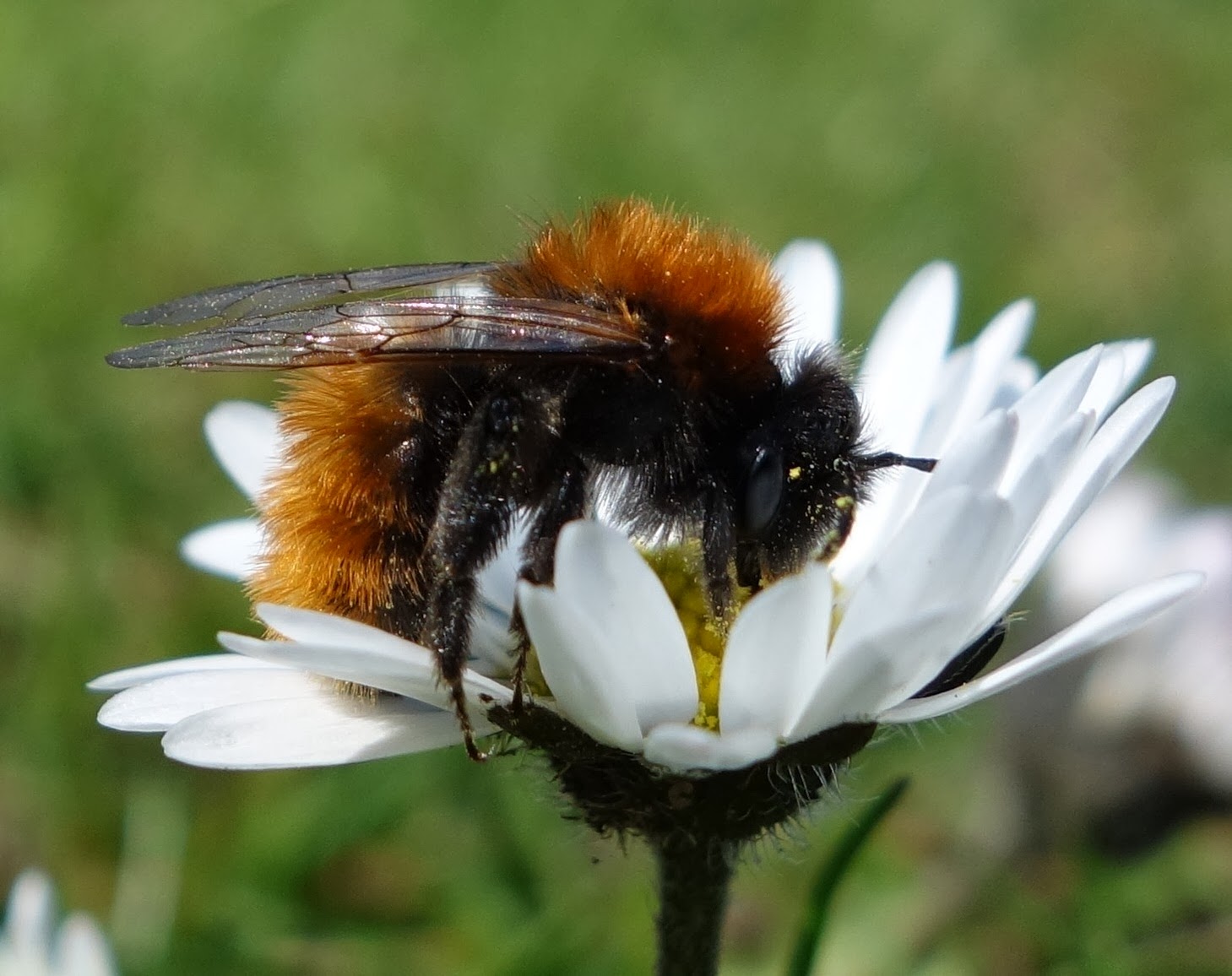 Urban Pollinators: The Bee & Bee in your garden or how to help solitary ...