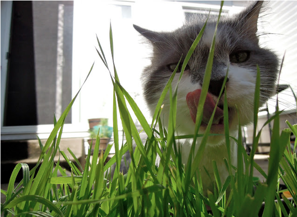 letter blocks say what?: boo cat