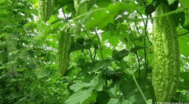 21+ Gambar Tanaman Pare Animasi yang Wajib Diketahui - Informasi ...