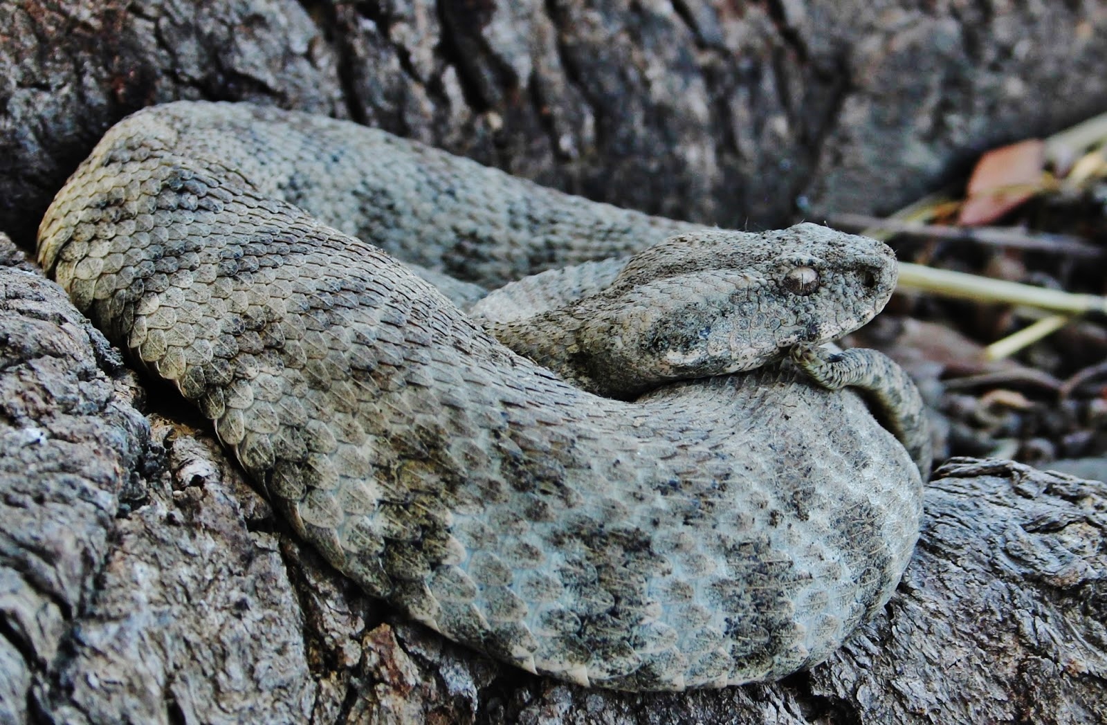 Cyprus Birding Tours And Wildlife Tours Around Cyprus: Six minutes ...