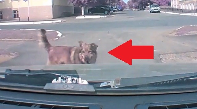 [ÁNGEL CANINO] Perro "psíquico" intenta alertar del peligro al chófer ...